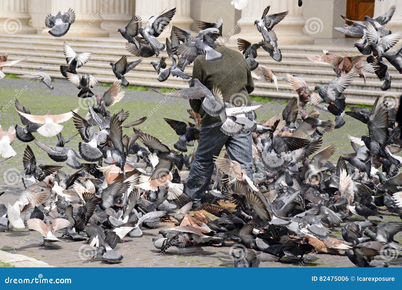 Poor man feeding pigeons stock photo. Image of hall, view - 82475006