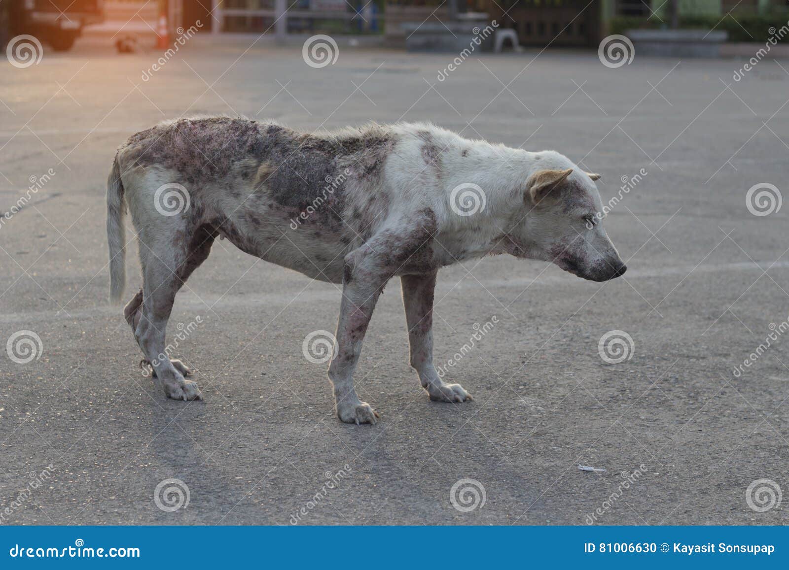 Poor mangy dog. stock photo. Image of hungry, house, floor - 81006630