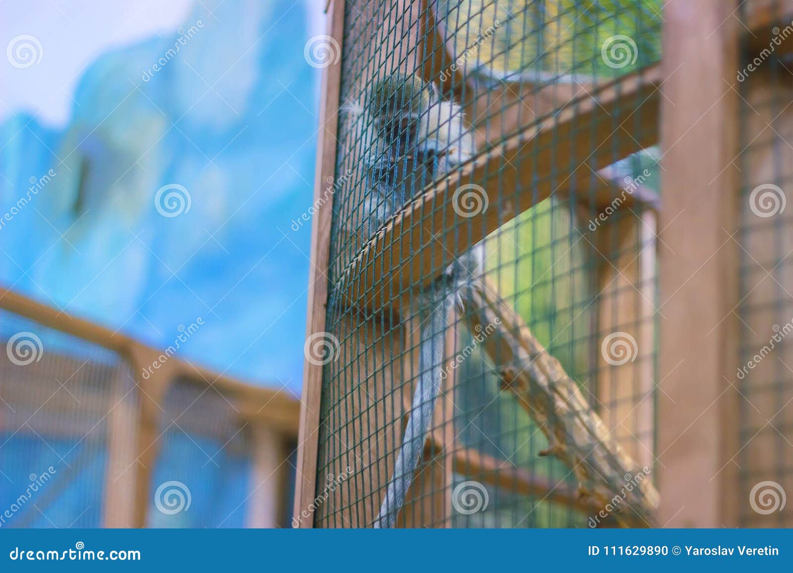Poor monkey in a cage stock photo. Image of bars, captivity - 111629890