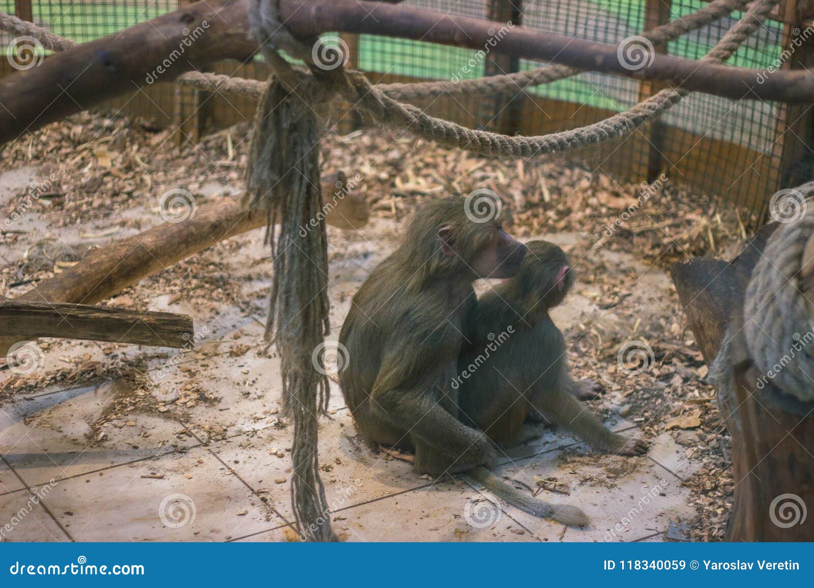 Poor monkey in a cage stock image. Image of cage, monkey - 118340059