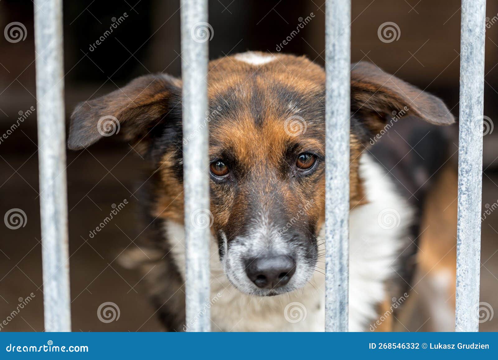 Poor Mutt Dog in the Shelter Stock Photo - Image of stray, breed: 268546332