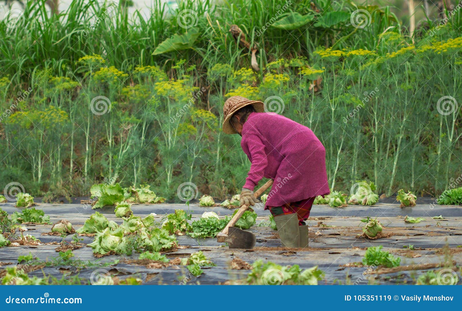 Poor Old Asian Woman Farmer Working Editorial Stock Image - Image of ...