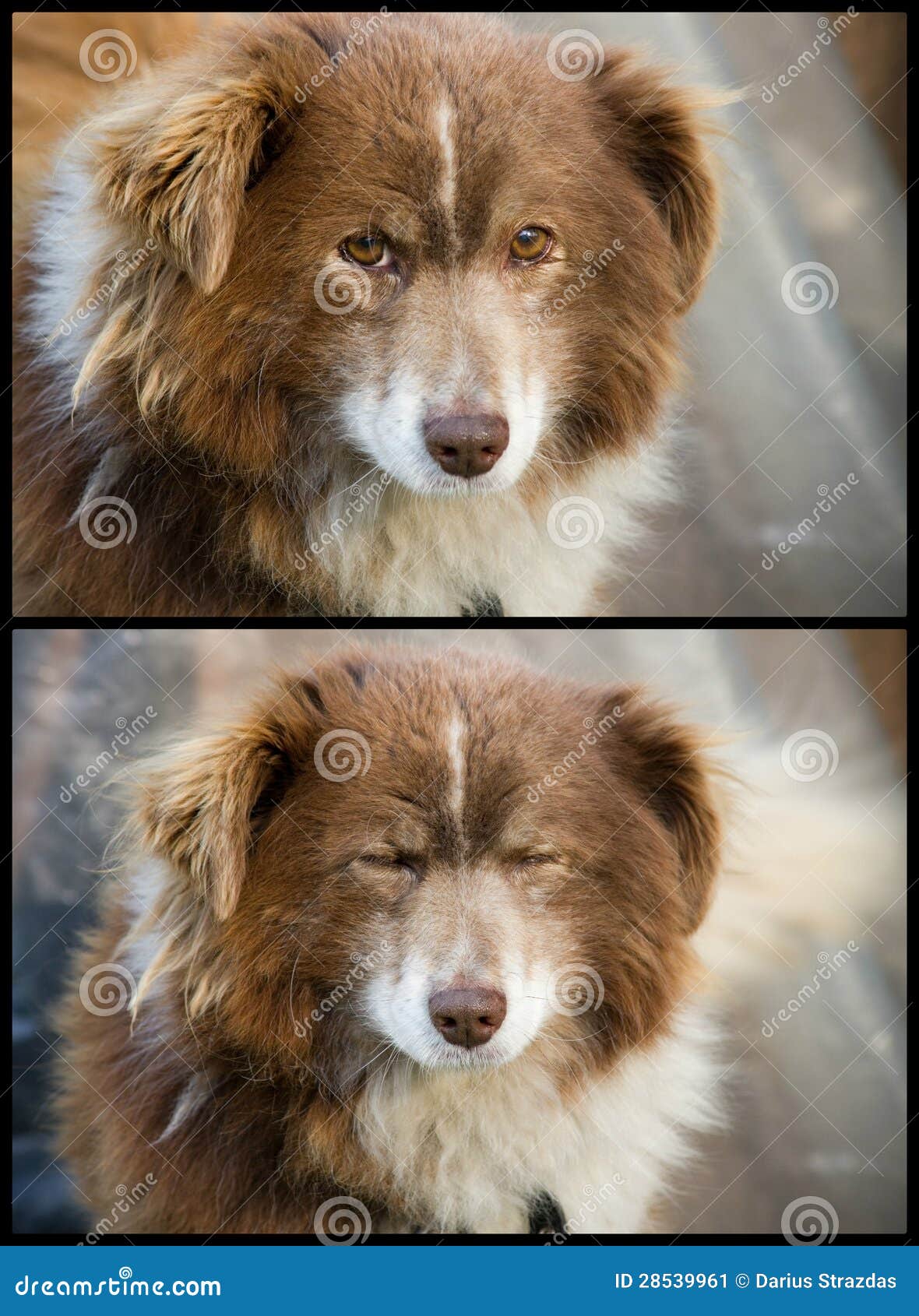 Poor old dog stock image. Image of shabby, aged, friend - 28539961