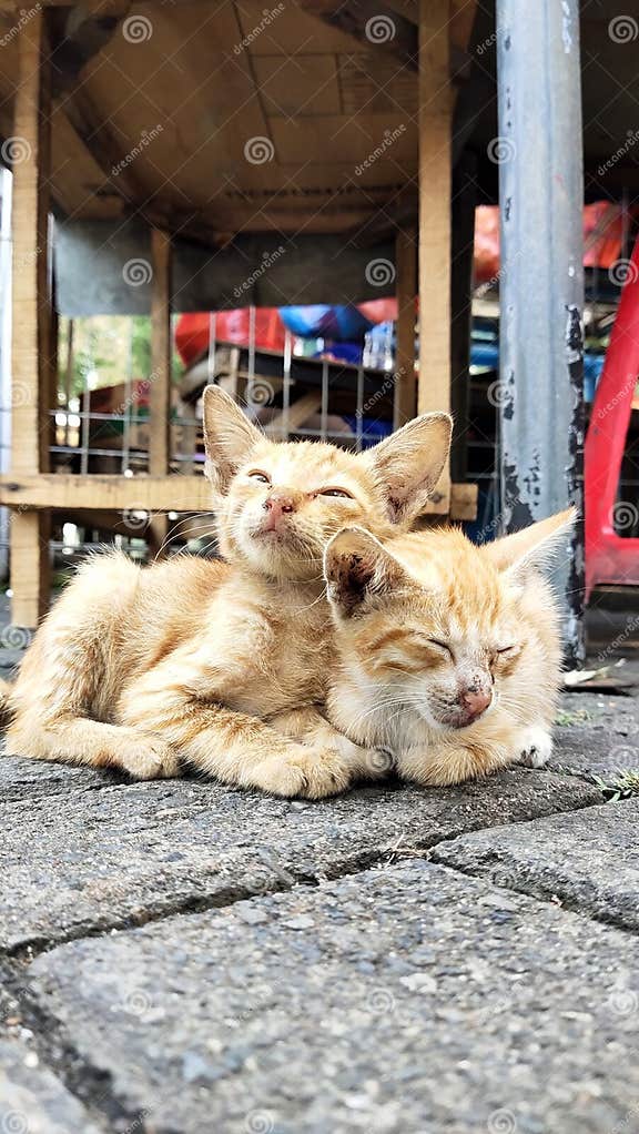 Poor orange cats stock photo. Image of cute, poor, orange - 280976728