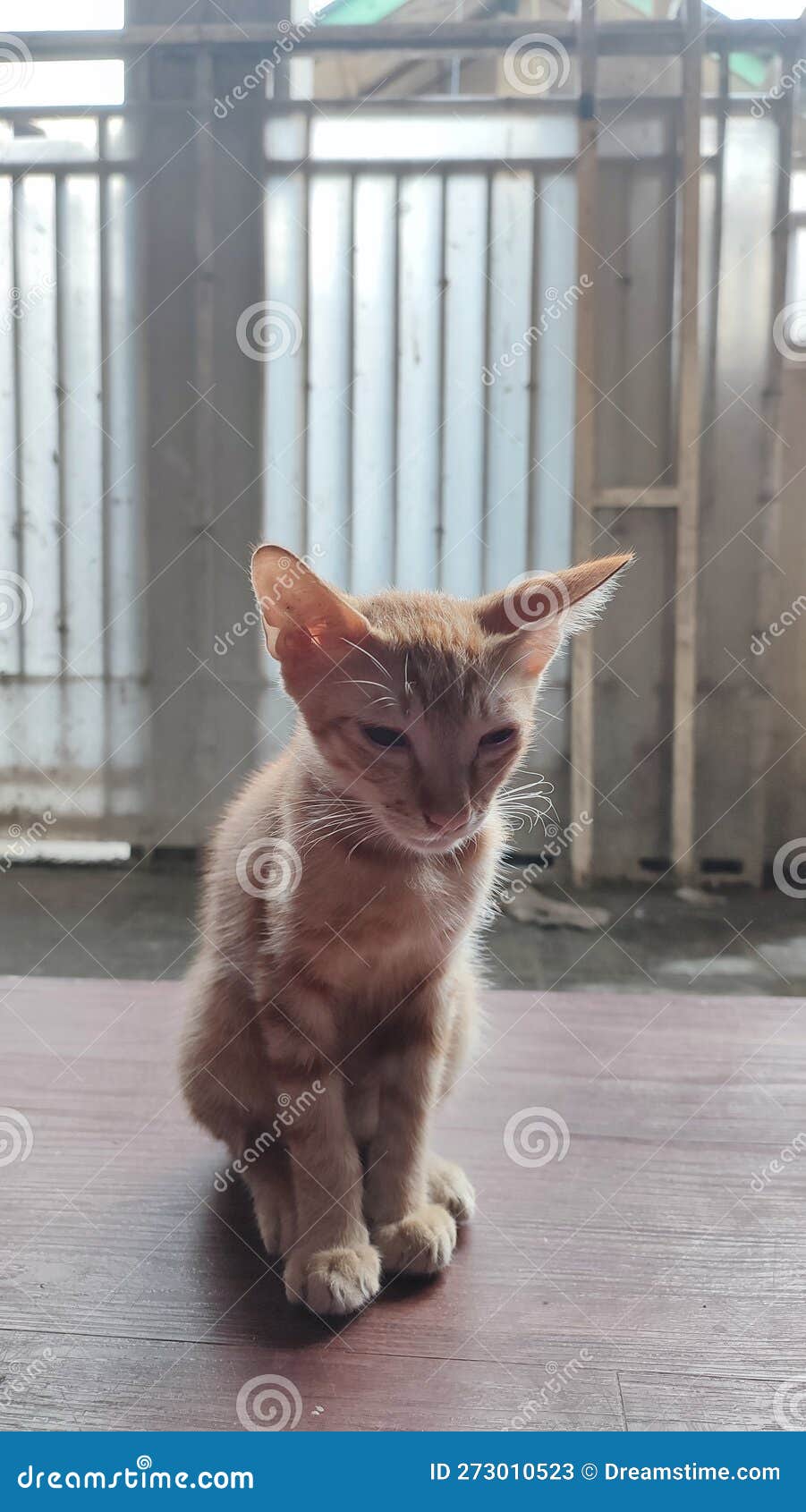 Poor orange kitten stock image. Image of kitten, funny - 273010523