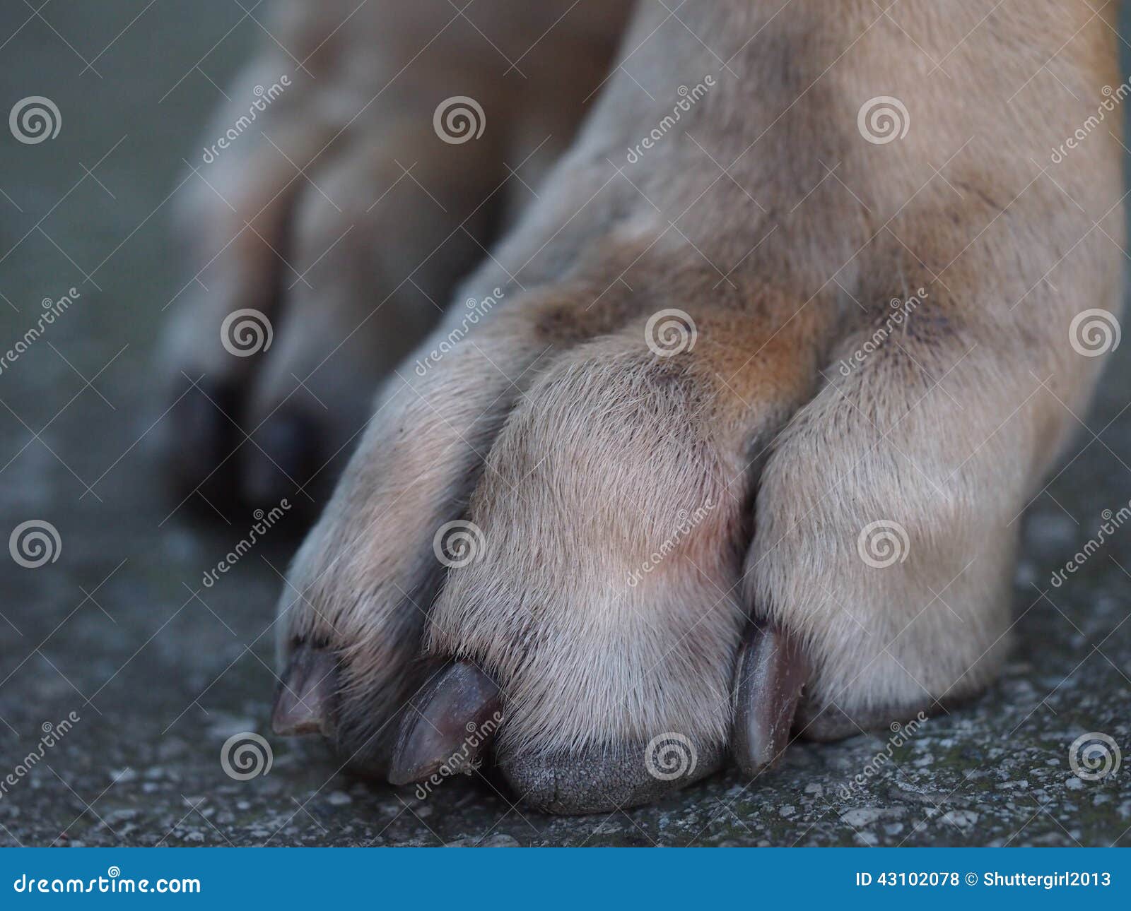 Poor Paws stock photo. Image of canine, claws, great - 43102078