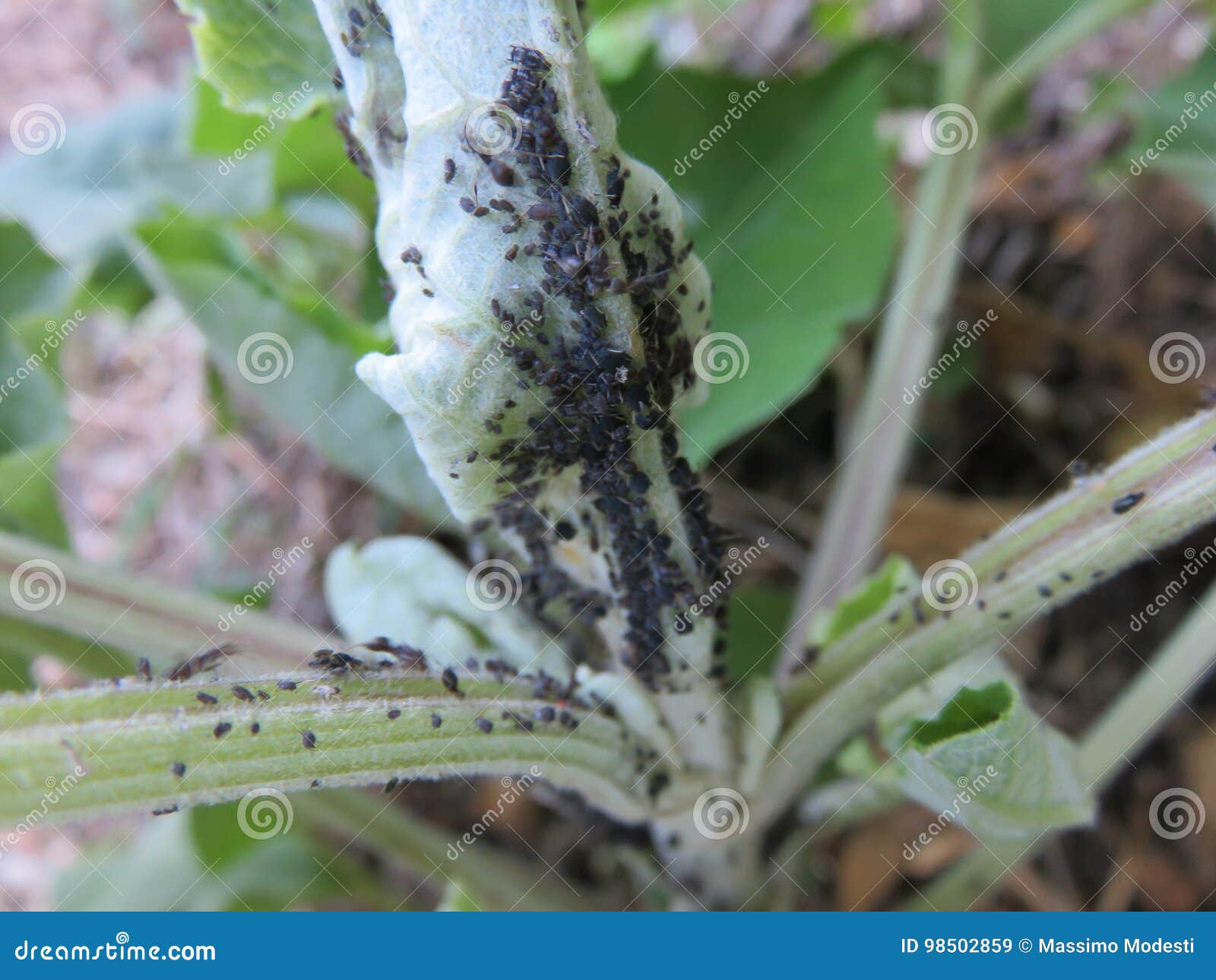 Afidi stock image. Image of poor, insects, environment - 98502859