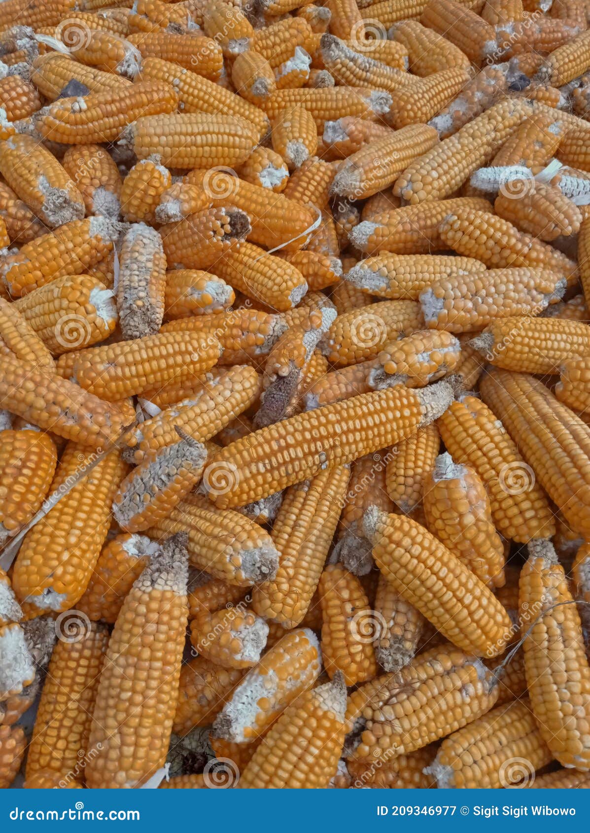 Quality Corn Crop Failure Stock Photos - Free & Royalty-Free Stock ...