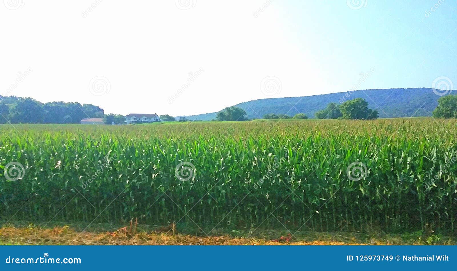 Corn field stock image. Image of quality, corn, field - 125973749