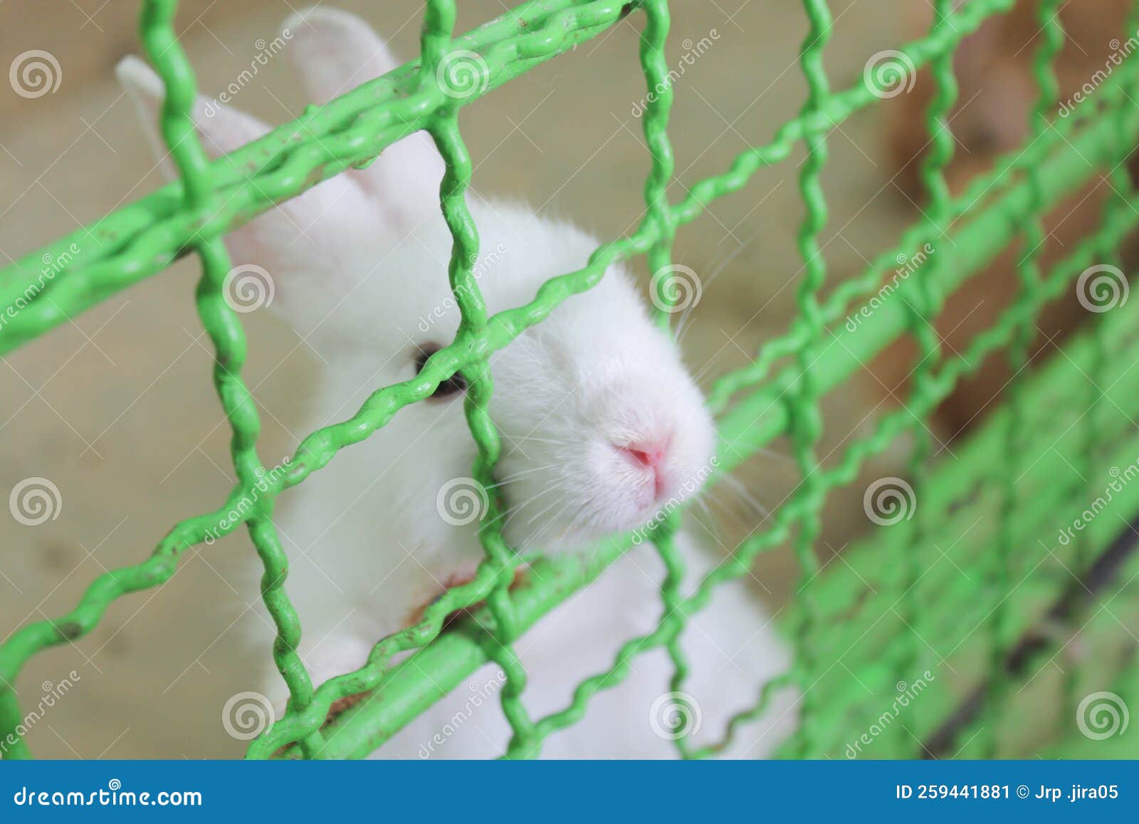 The Poor Rabbit Was Trapped in a Cage Stock Image - Image of poor ...