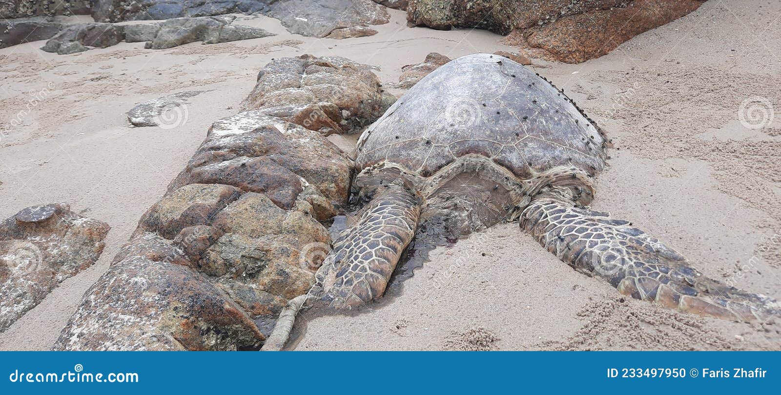A Poor Sea Turtle after Egging Stock Photo - Image of amphibian, poor ...