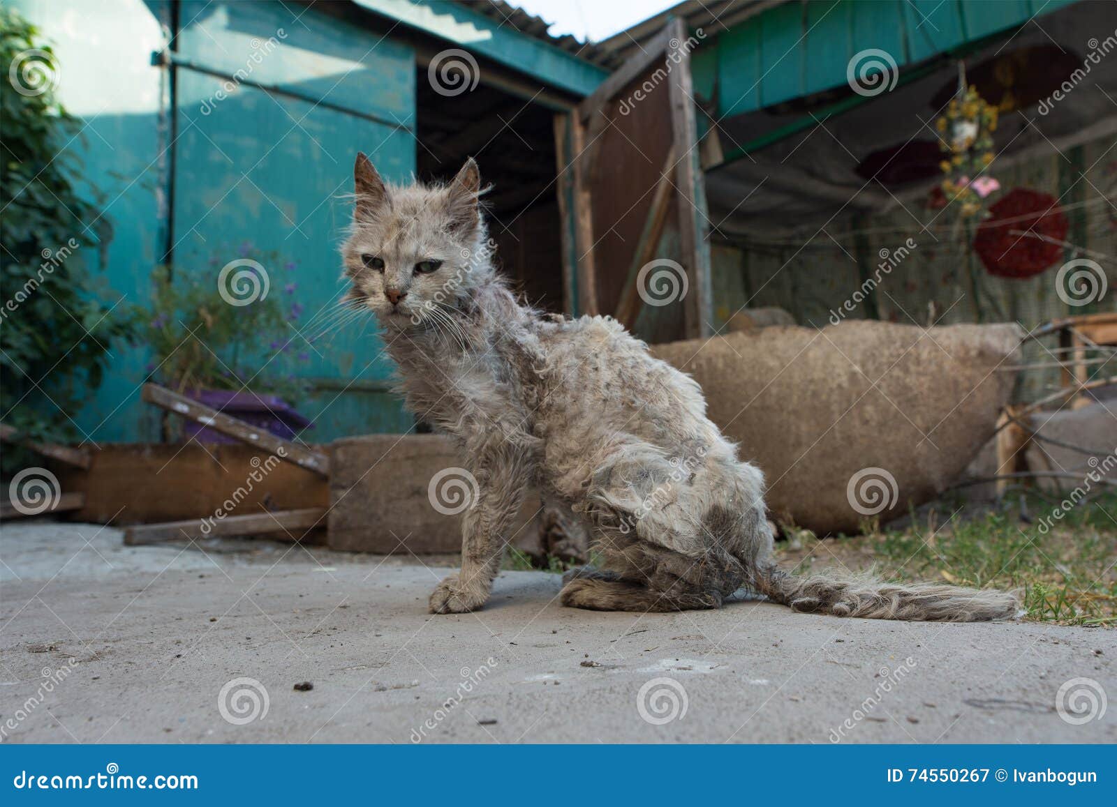 Poor and sick cat stock image. Image of poor, japan, lost - 74550267