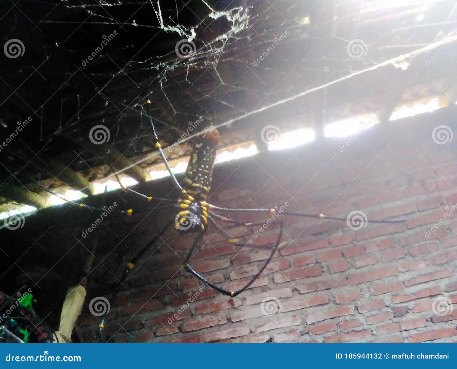 Poor spider stock photo. Image of huge, home, spider - 105944132