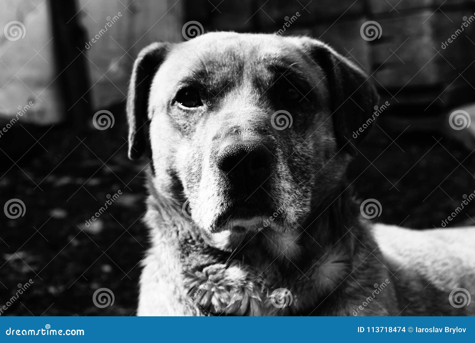 Poor Stray dog stock photo. Image of lying, homelessness - 113718474