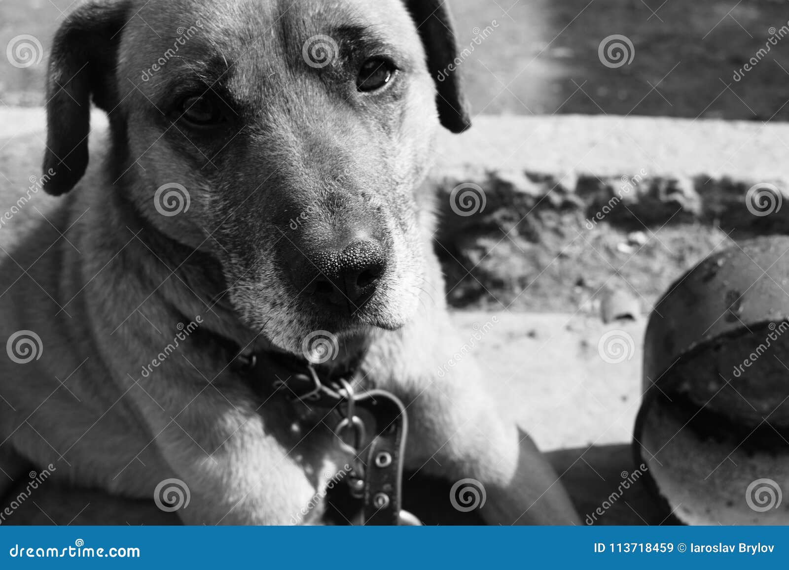 Poor Stray dog stock image. Image of green, cute, brown - 113718459
