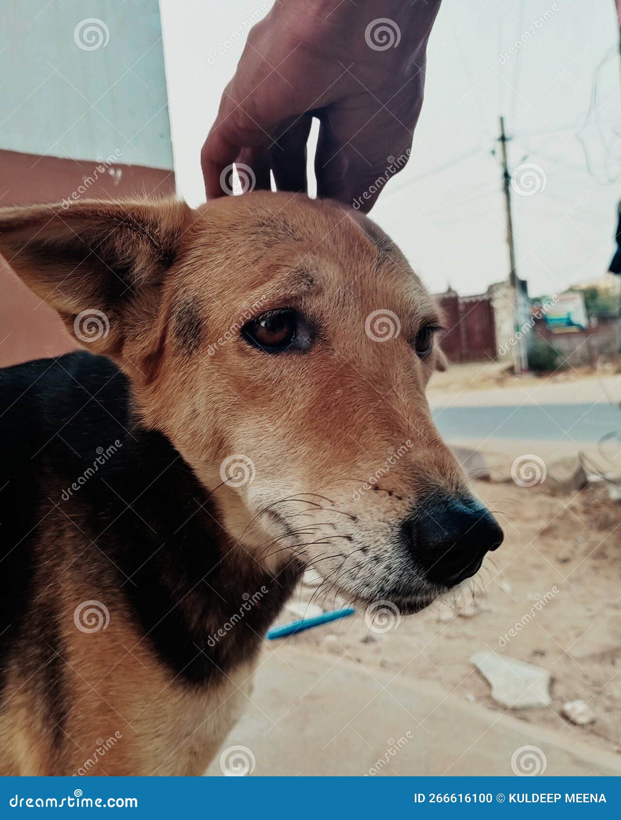 Poor Street dogs stock photo. Image of mammal, dogs - 266616100