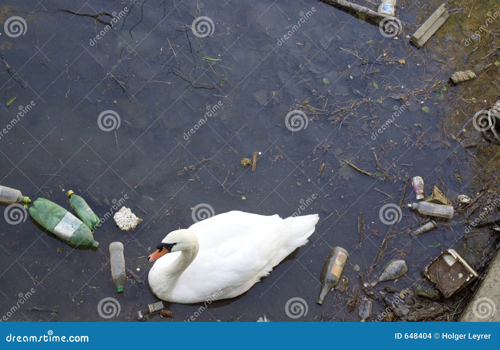 Poor swan stock photo. Image of environment, swim, waste - 648404