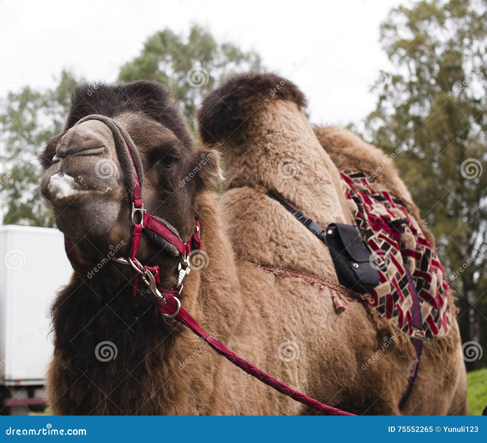 Poor Tired Circus Camel during Transportation To Diverse Zoo Stock ...