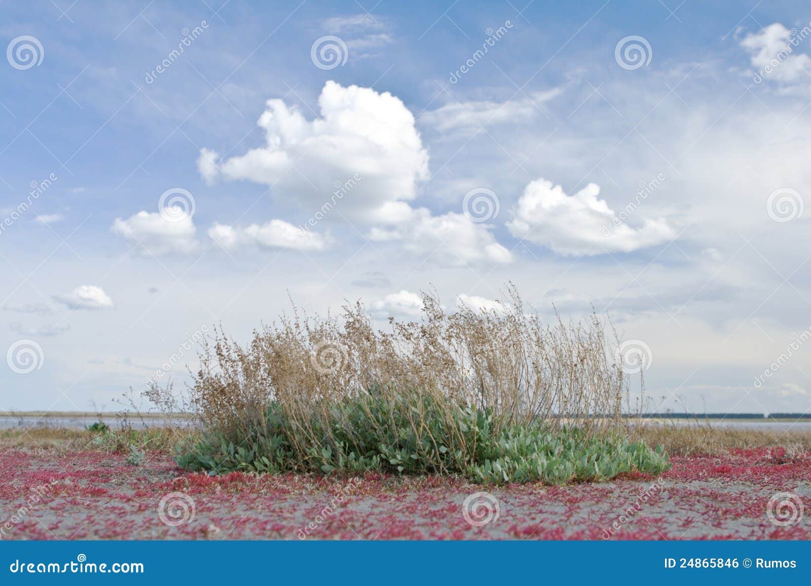 Poor Vegetation on the Dried Up Lake Stock Photo - Image of heaven ...