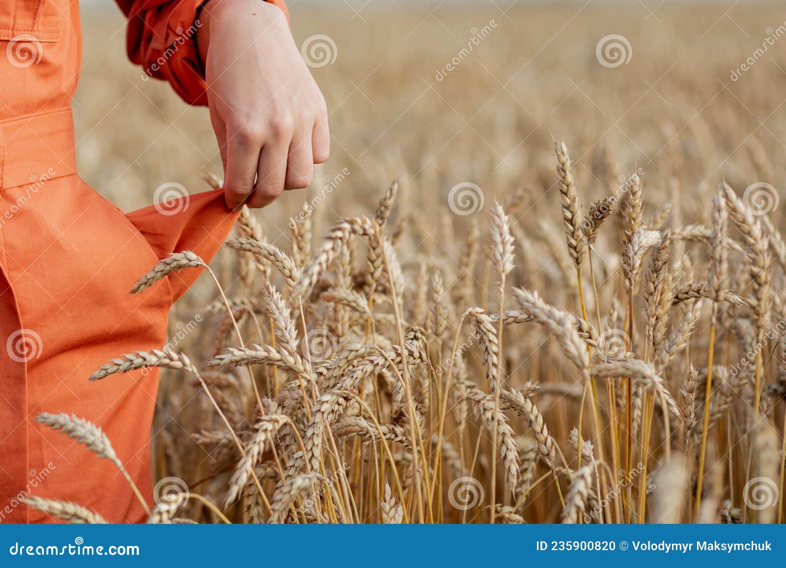 Poor Wheat Harvest. Lack of Grain Stock Photo - Image of bankruptcy ...