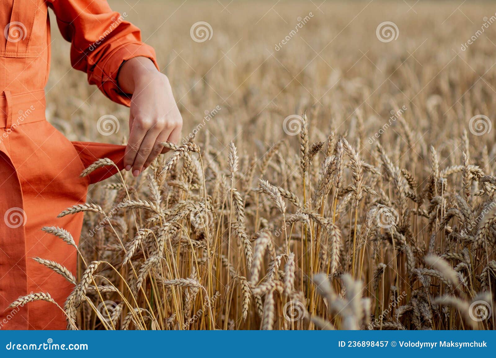 Poor Wheat Harvest. Lack of Grain Stock Image - Image of harvesting ...