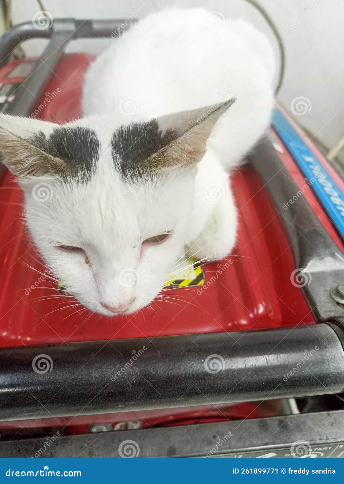 Poor White Cat stock image. Image of cats, poorcat, white - 261899771