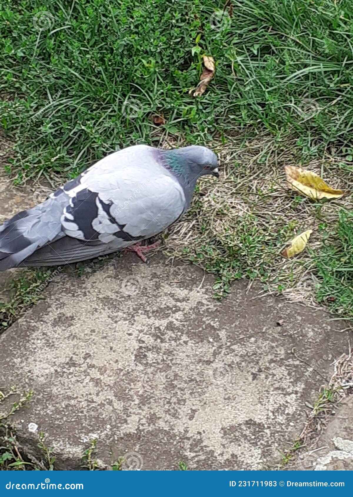 Poor wild bird stock image. Image of waterbird, leaf - 231711983