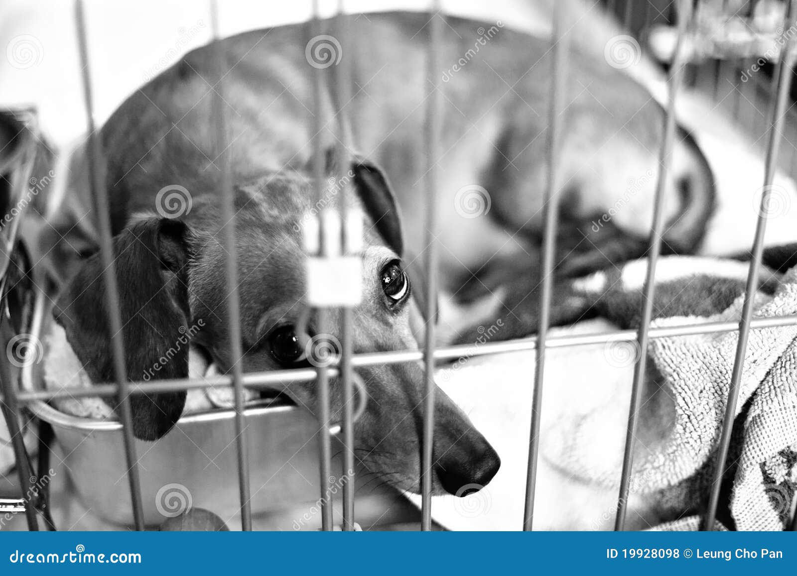 Poorly Dog stock photo. Image of mammal, door, staring - 19928098