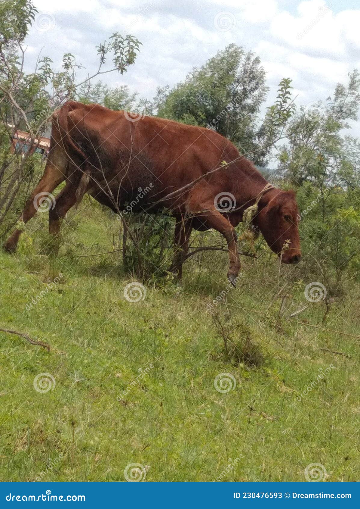 Poorly fead cow stock image. Image of stallion, farm - 230476593