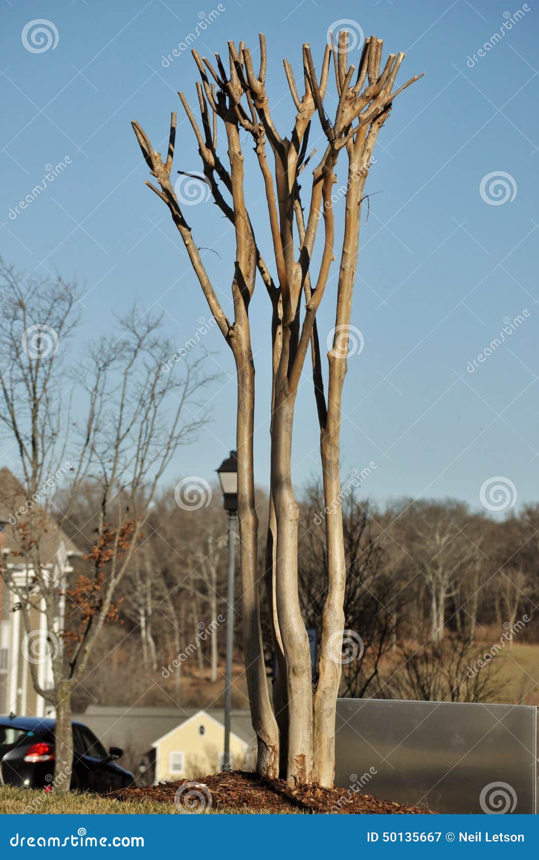 Crape Murder stock image. Image of arborist, large, cultivate - 50135667