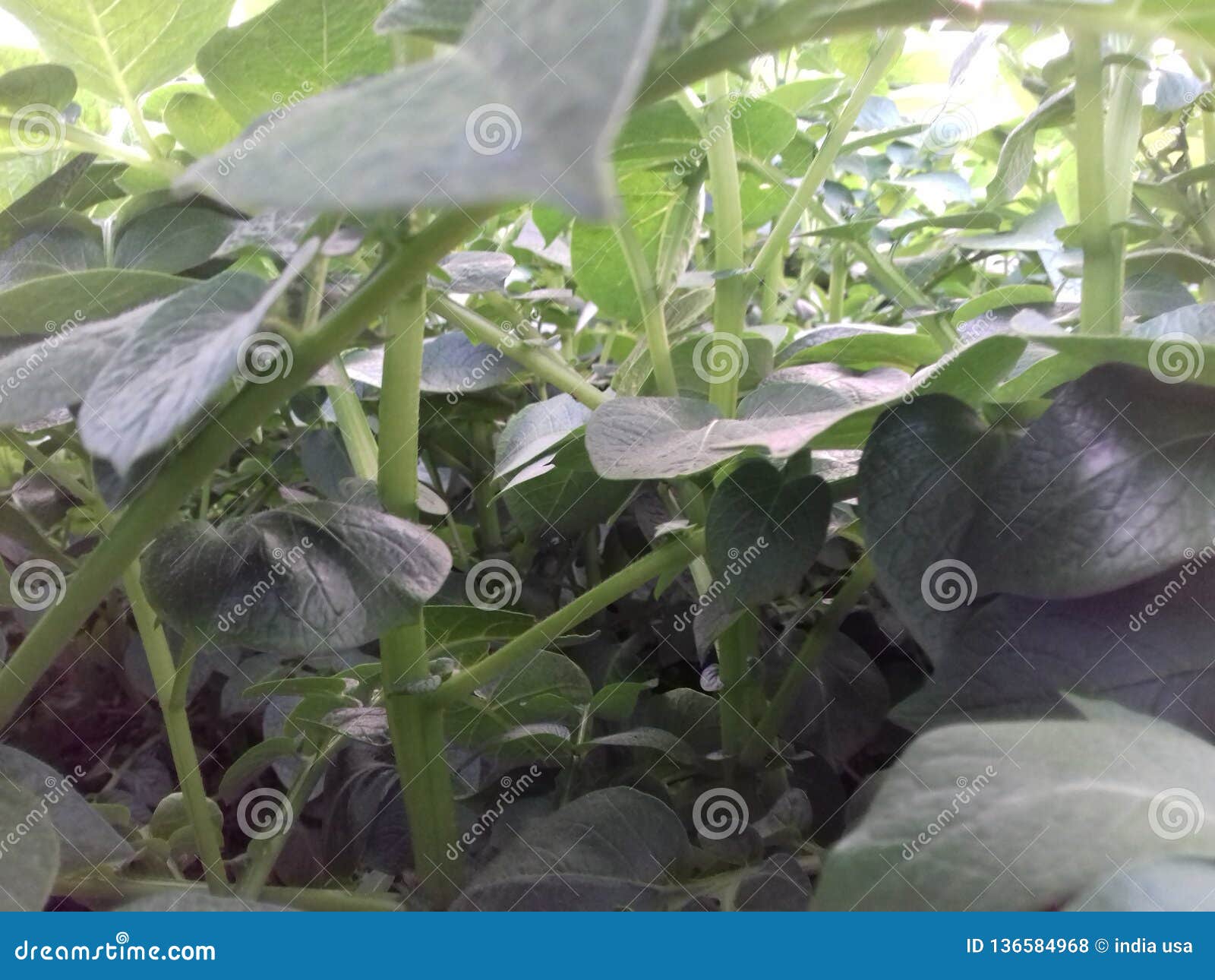 Potato land stock photo. Image of pootato, land, potato - 136584968