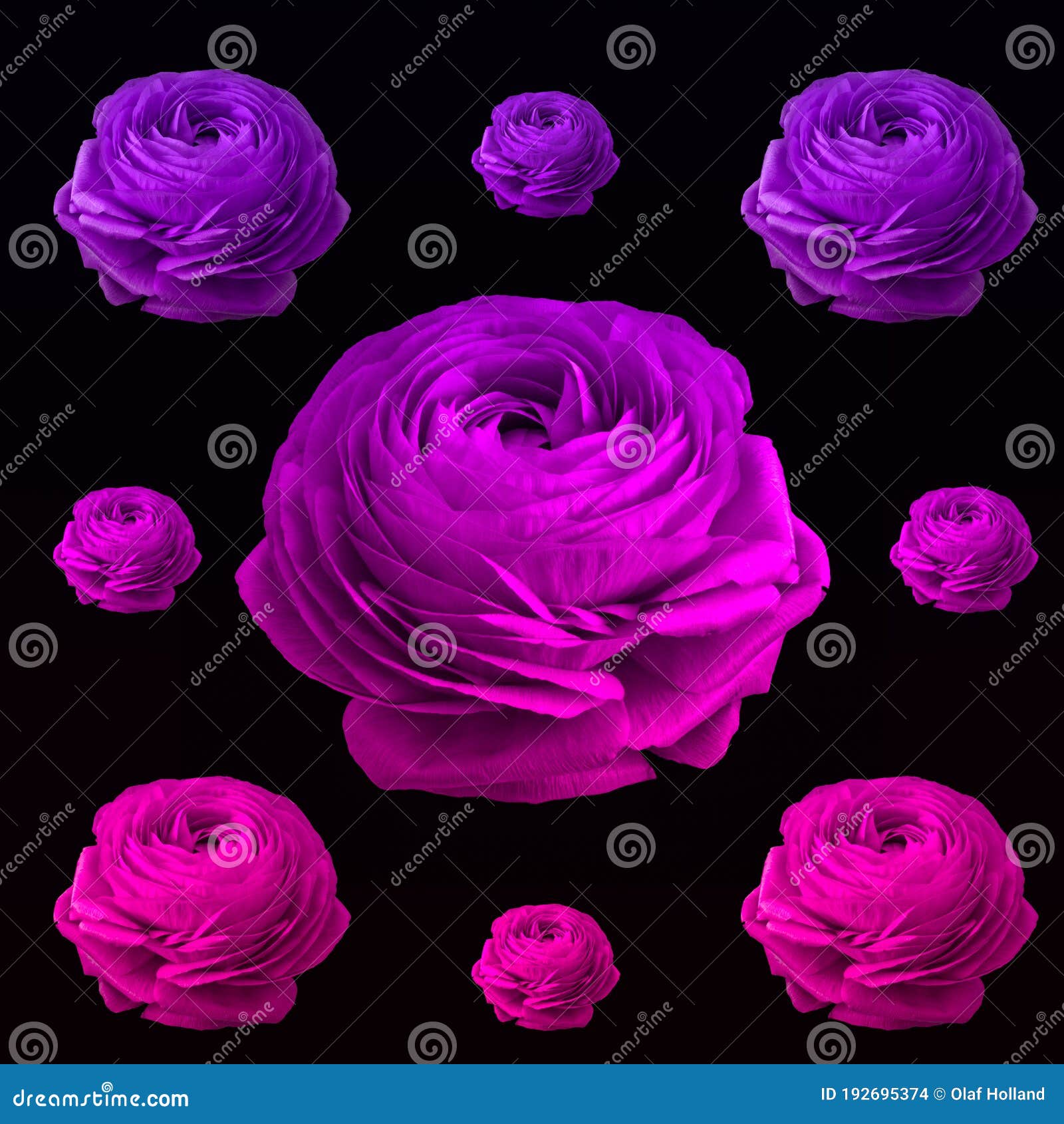 Pop Art Colored Collage of Violet and Pink Buttercup Blossoms of ...