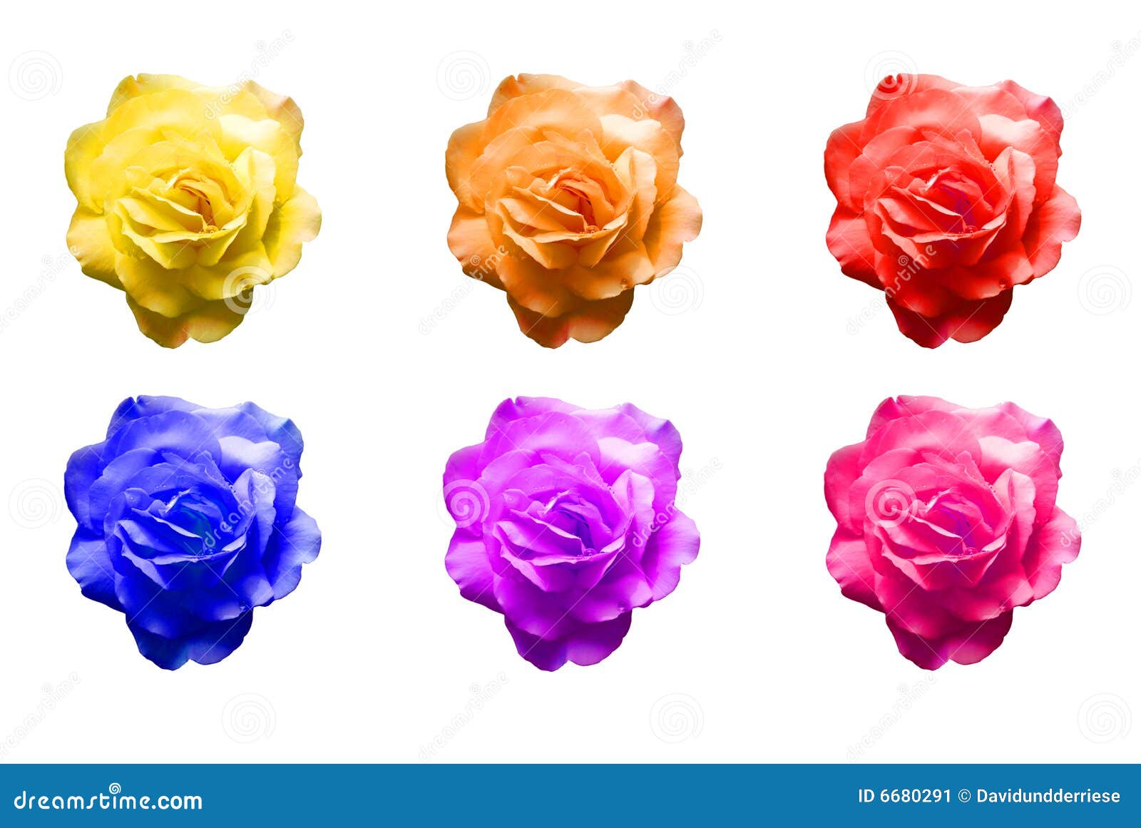 Pop art roses 2. stock image. Image of colorful, bloom - 6680291