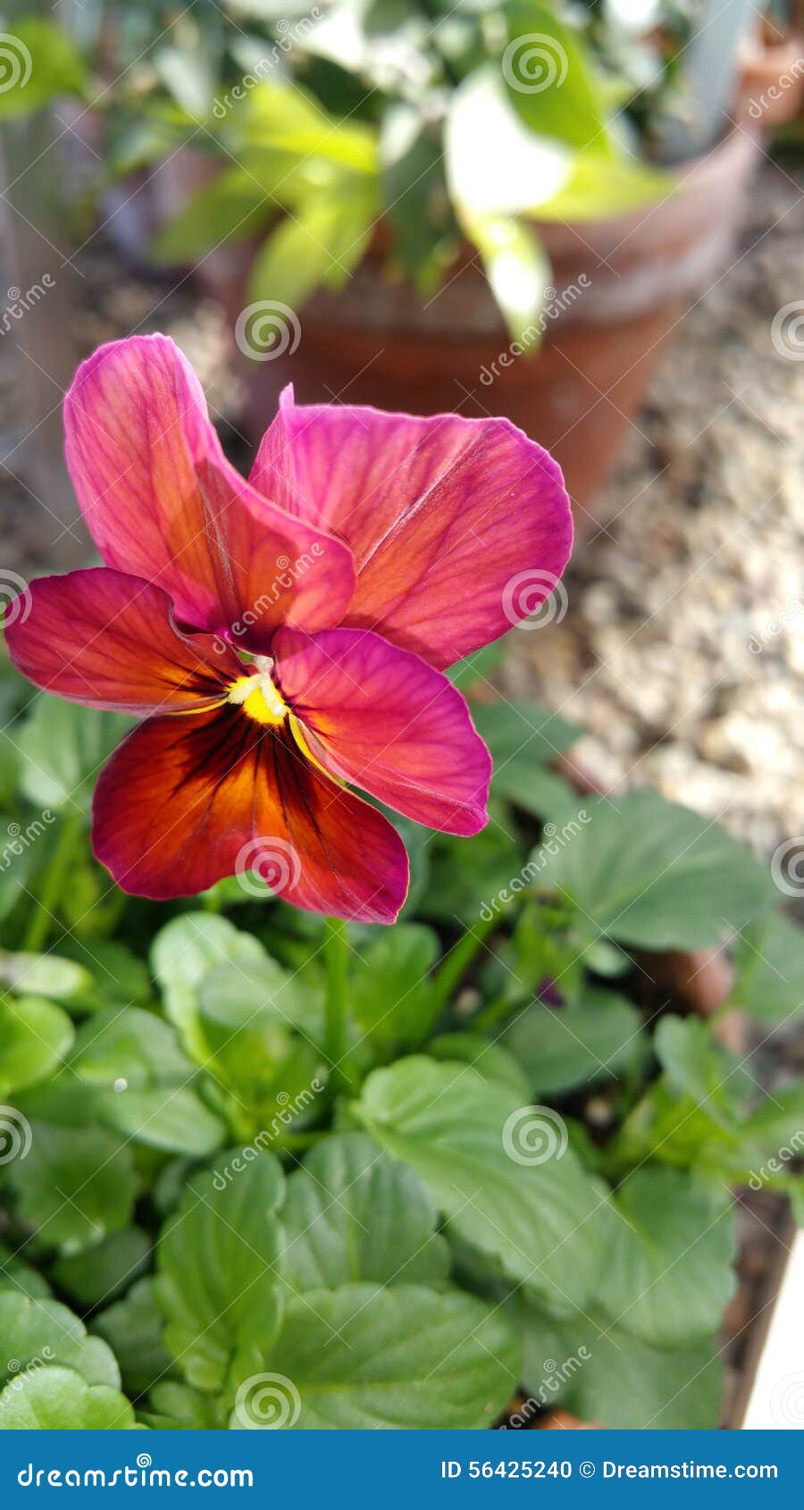 Pop of Color stock photo. Image of color, pink, flower - 56425240