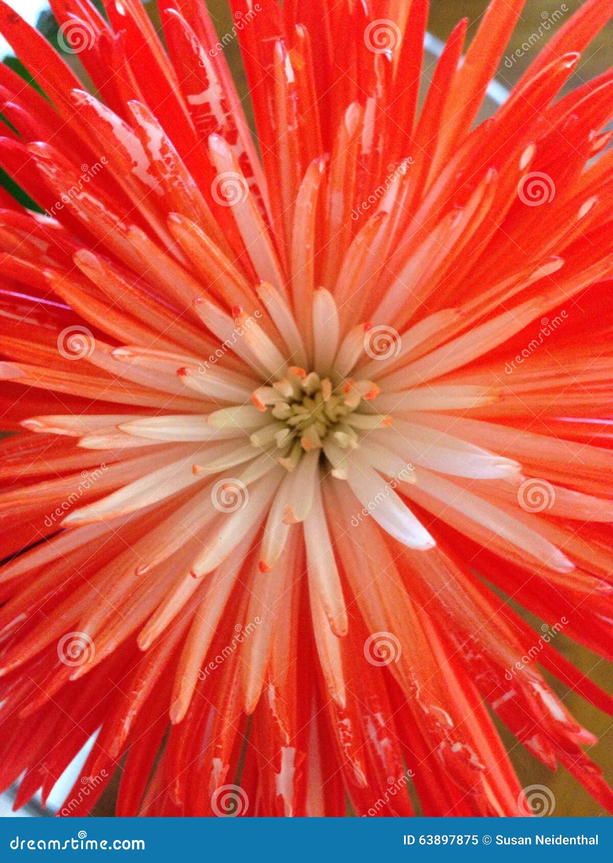 Pop of Color stock image. Image of orange, spring, color - 63897875