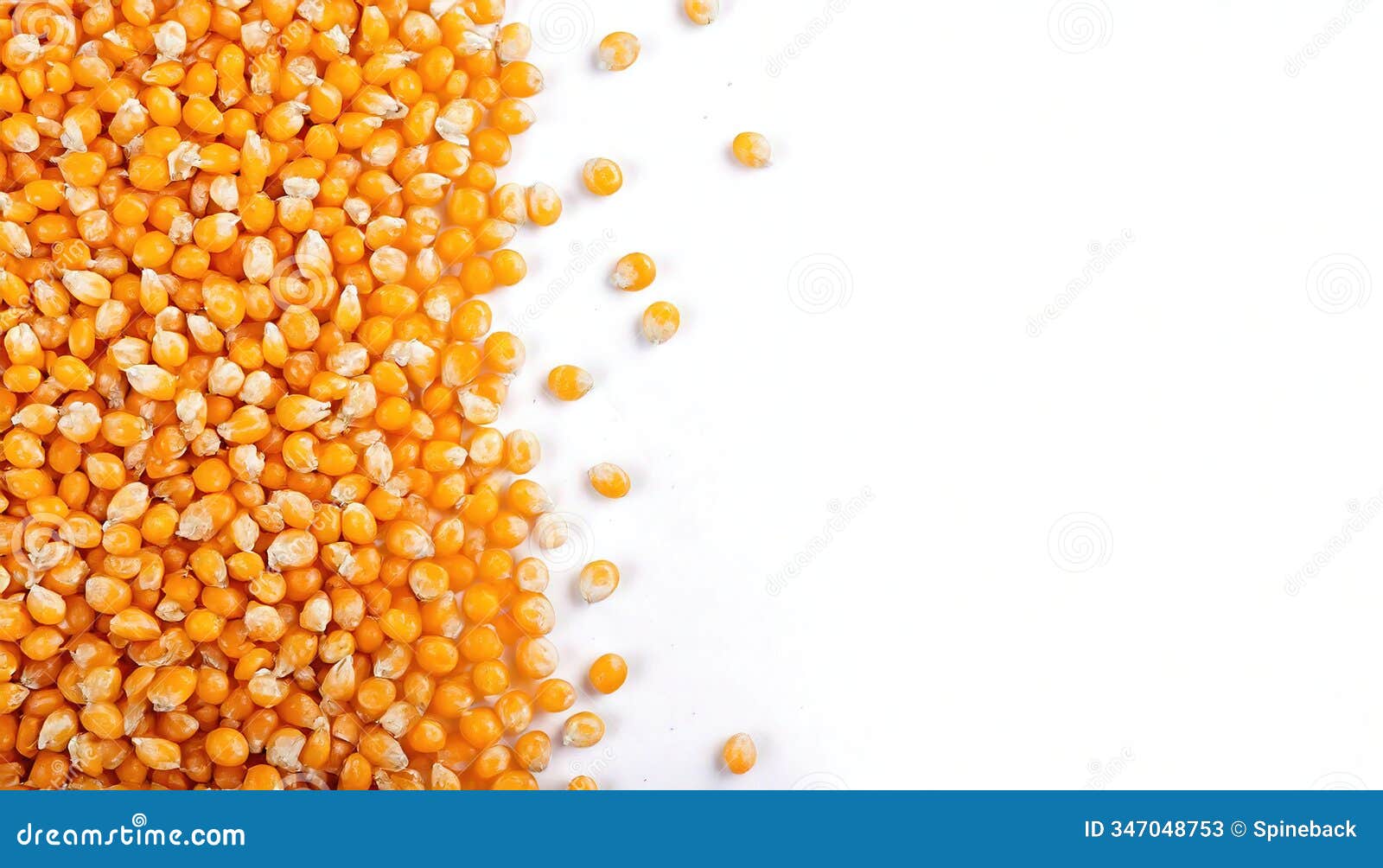 Pop Corn or Popcorn Seed or Seeds is a Variety of Corn Kernel Which ...