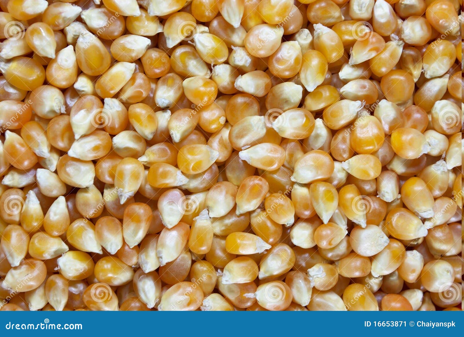 Pop Corn Seed stock image. Image of entertainment, kernel - 16653871