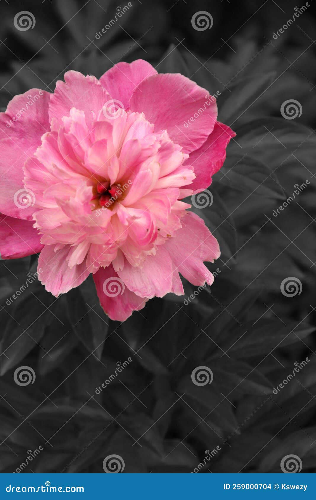 Pop of Pink Peony Flower on Grayscale Background Stock Photo - Image of ...