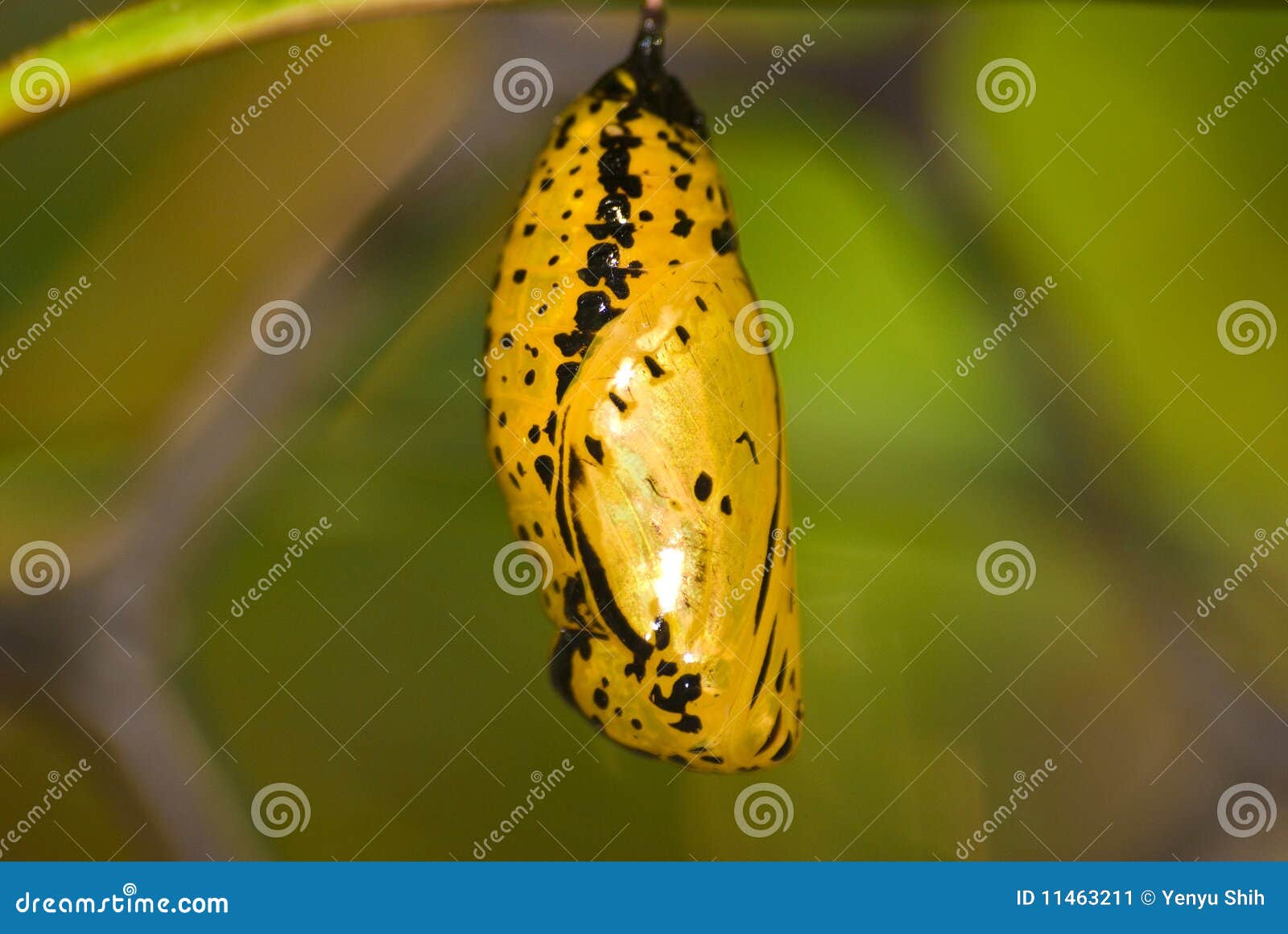 Pop van vlinder stock afbeelding. Image of rupsband, vlieg - 11463211