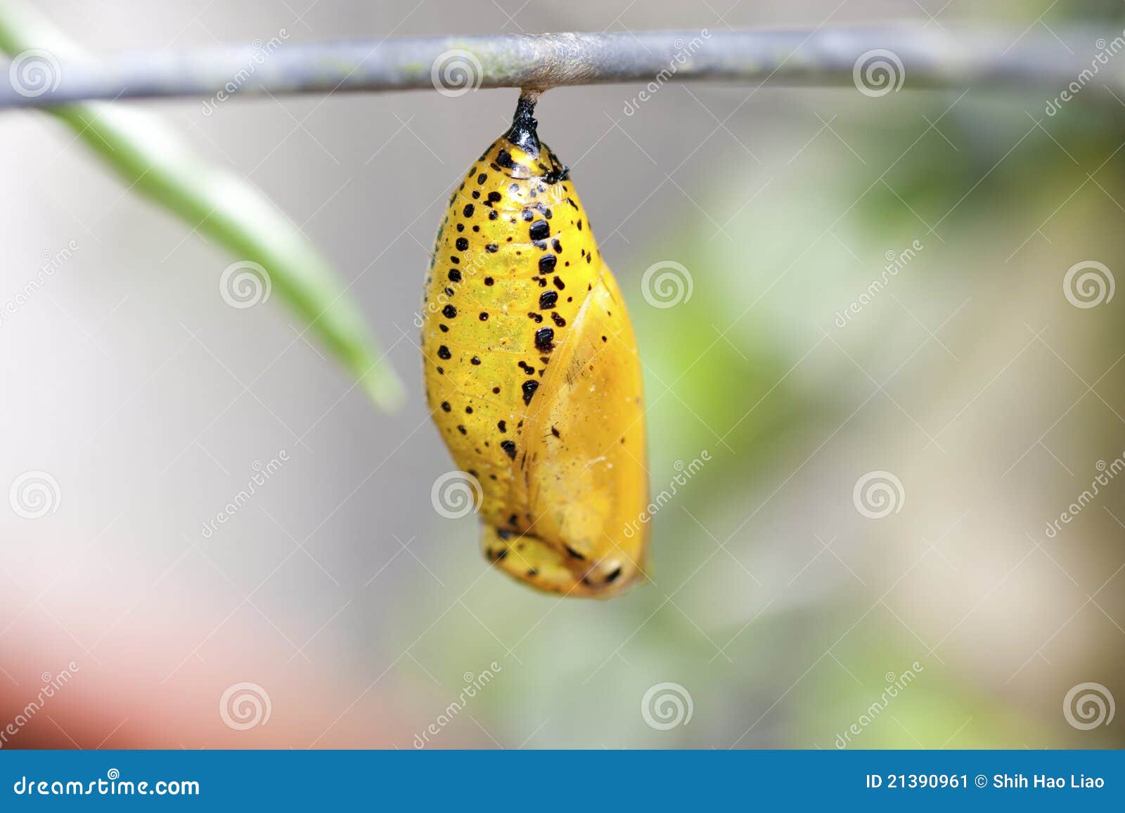 Pop van vlinder stock afbeelding. Image of macro, onderaan - 21390961