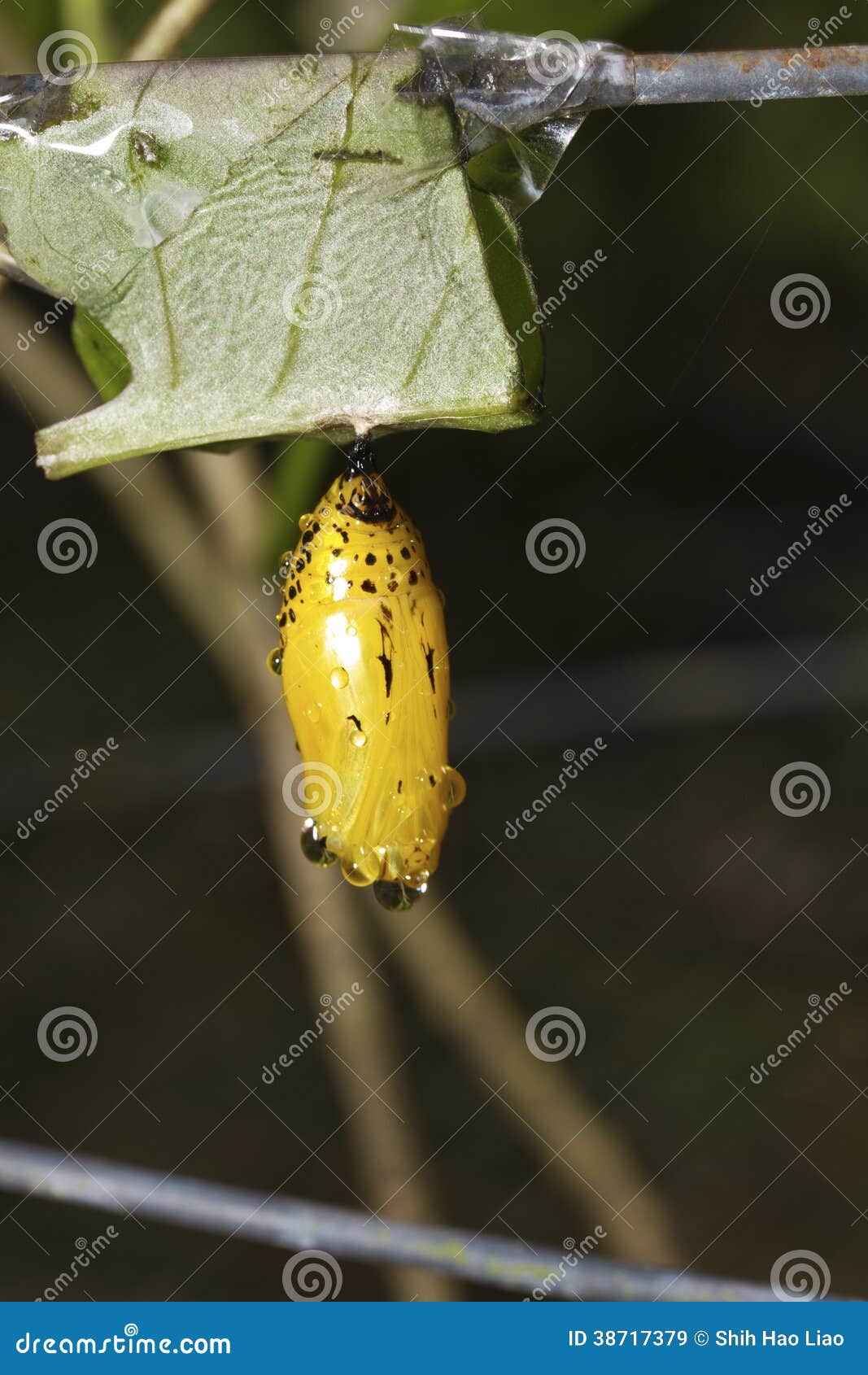 Pop van vlinder stock afbeelding. Image of regen, verandering - 38717379
