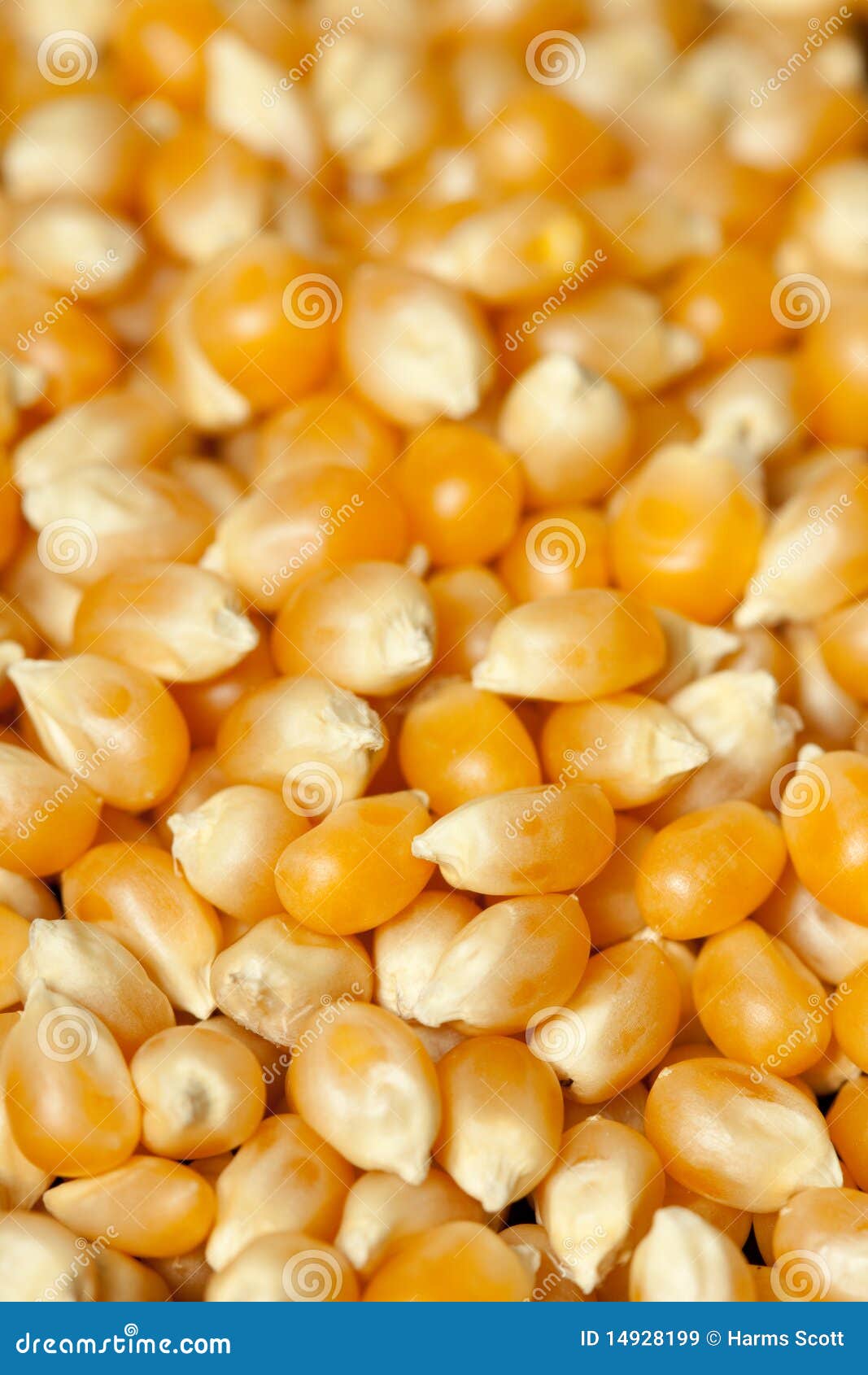 Popcorn stock image. Image of close, macro, seed, kernels - 14928199