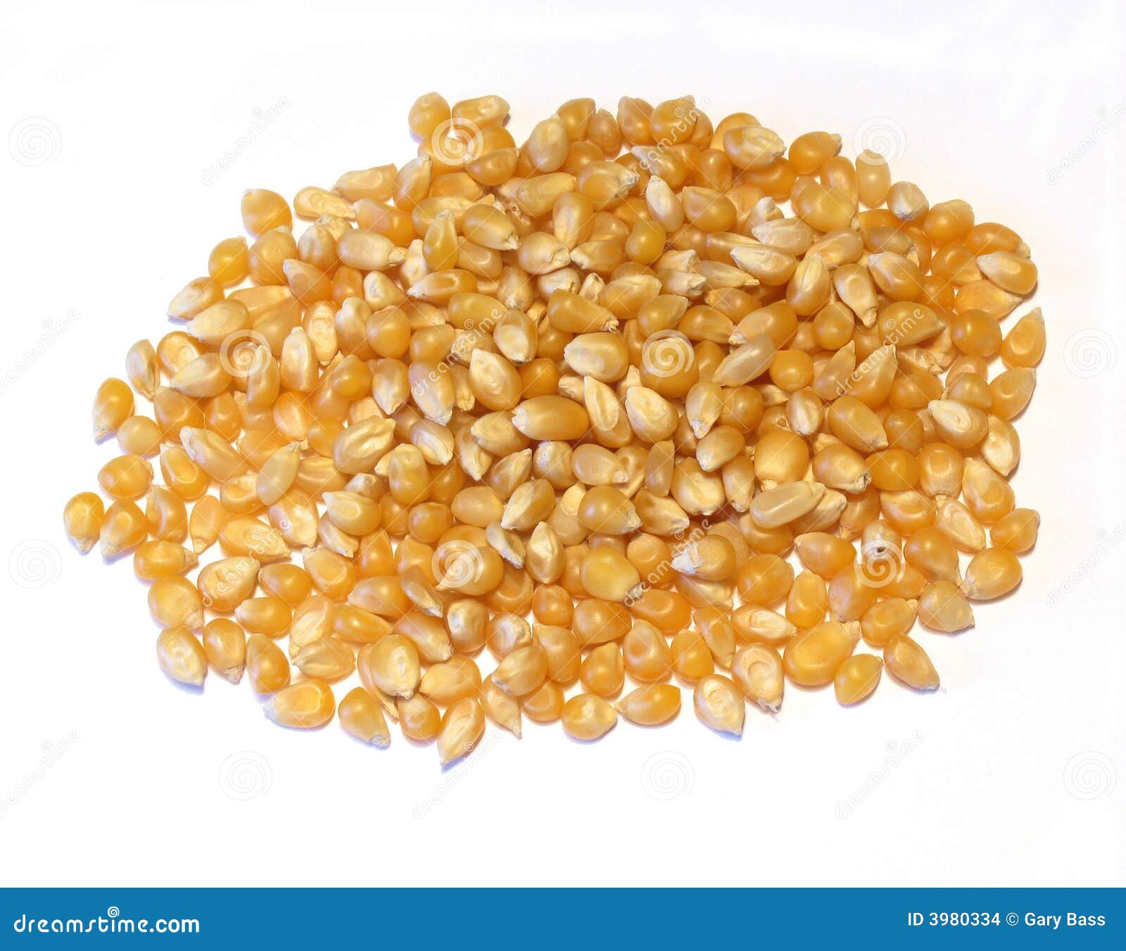 Popcorn stock photo. Image of shapes, agriculture, grains - 3980334