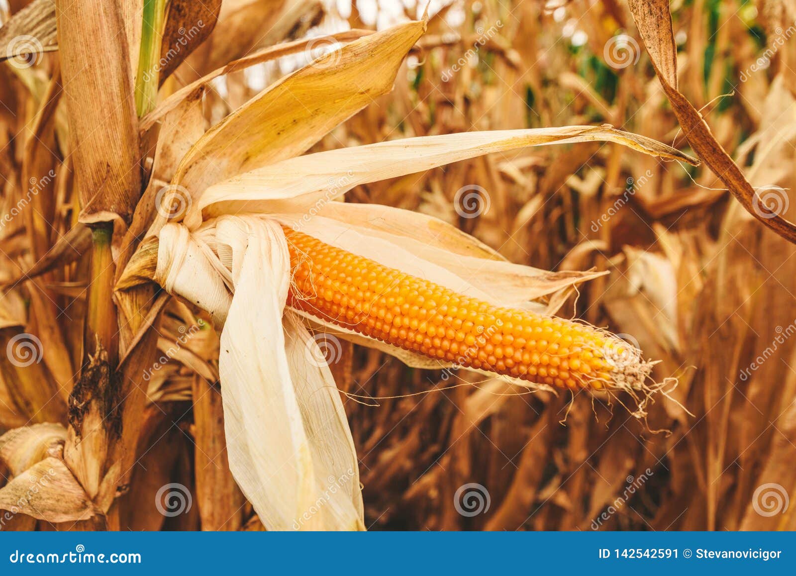 Popcorn Cob in Cultivated Field Stock Image - Image of food, cornfield ...
