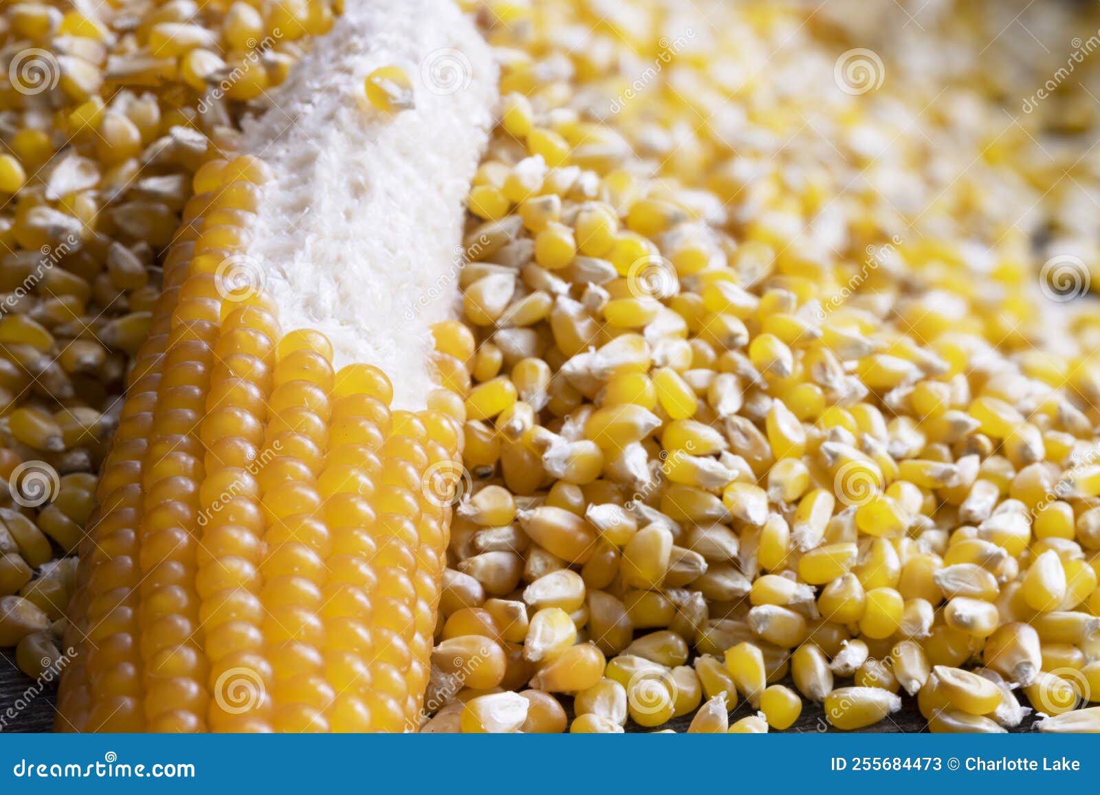 Popcorn on the Cob and Kernels Stock Image - Image of kernels, kernel ...