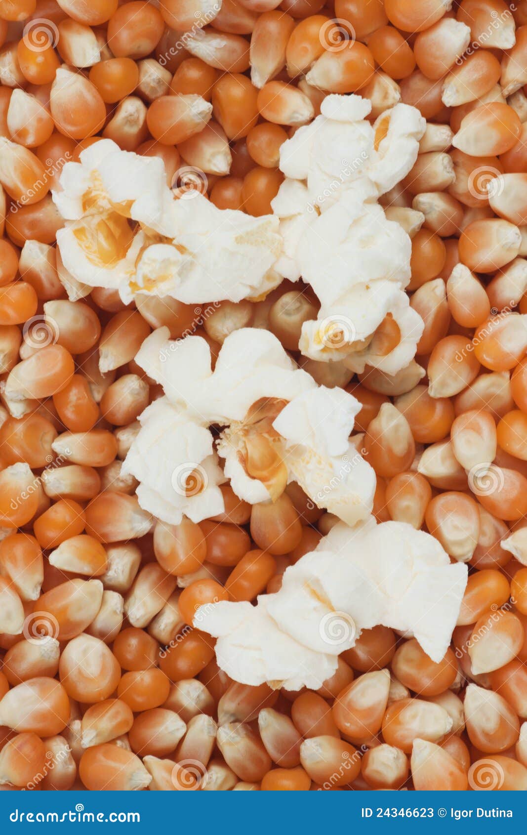 Popcorn and corn stock image. Image of corn, unhealthy - 24346623