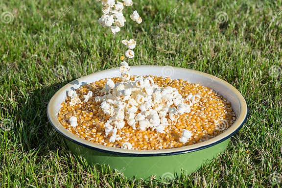 Popcorn Corn and Falling Popcorn in a Bowl on Grass Stock Photo - Image ...