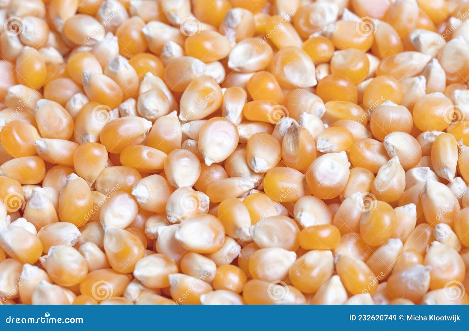 Popcorn corn - Raw grain stock image. Image of grain - 232620749