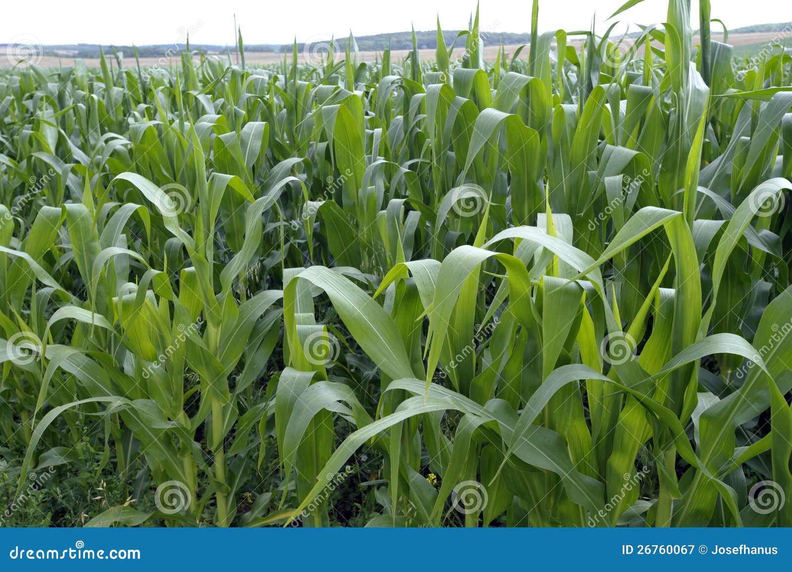 Popcorn field stock image. Image of nourishment, korn - 26760067
