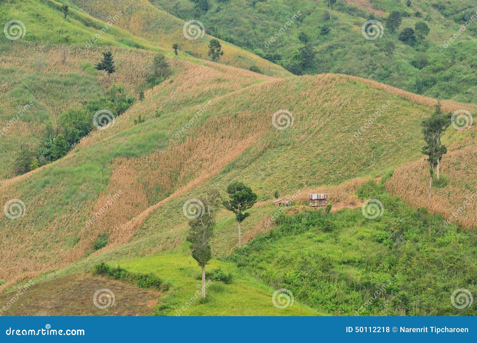 Popcorn field stock photo. Image of hill, greenland, beautiful - 50112218
